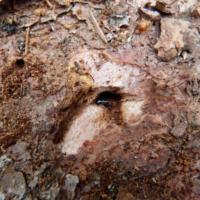 Borkenkäfer - in den Startlöchern — Appenzell Innerrhoden